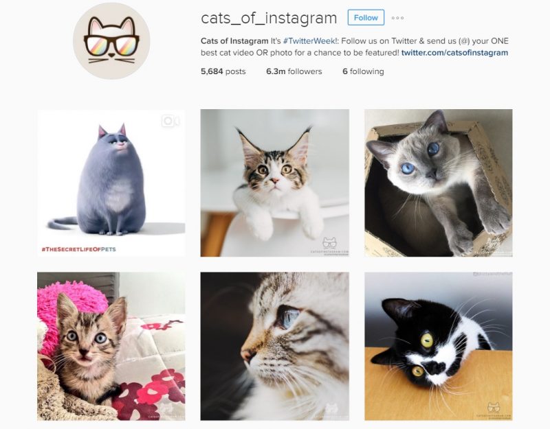 11 Cutest Instagram Accounts For Cat Lovers - The Jodi Logik Blog